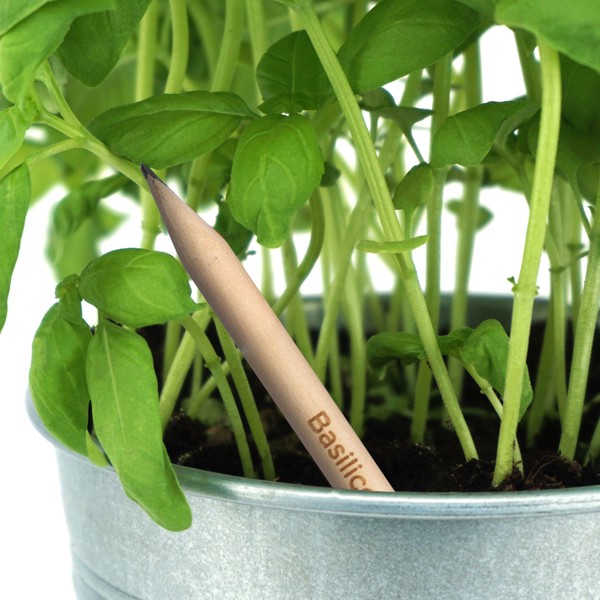 Sprout Pencil Made Of Sustainable Wood With Graphite Lead. Plantable ...